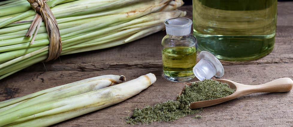 Trawa cytrynowa – właściwości, działanie, zastosowanie