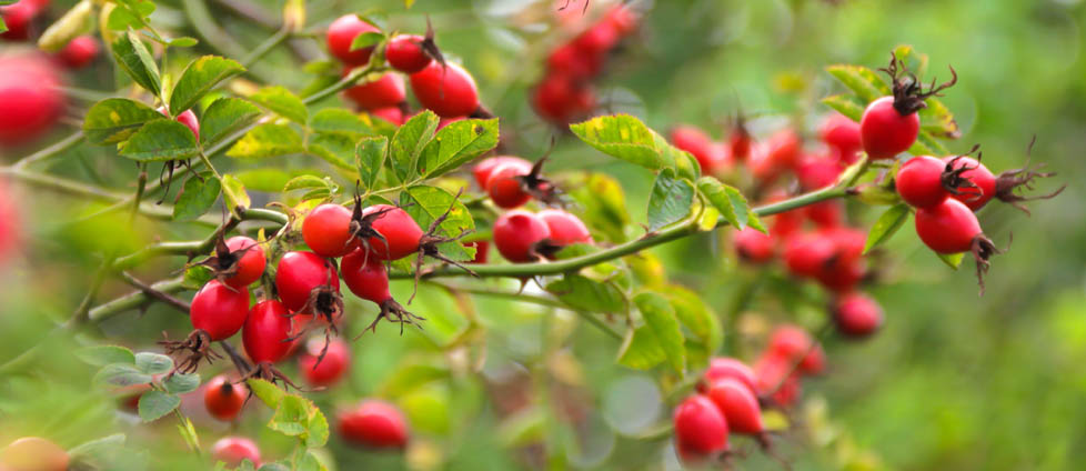 Dzika róża – właściwości i zastosowanie
